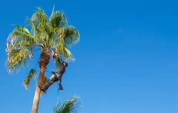 Palm Tree Trimming - Healthy & Legal Practices